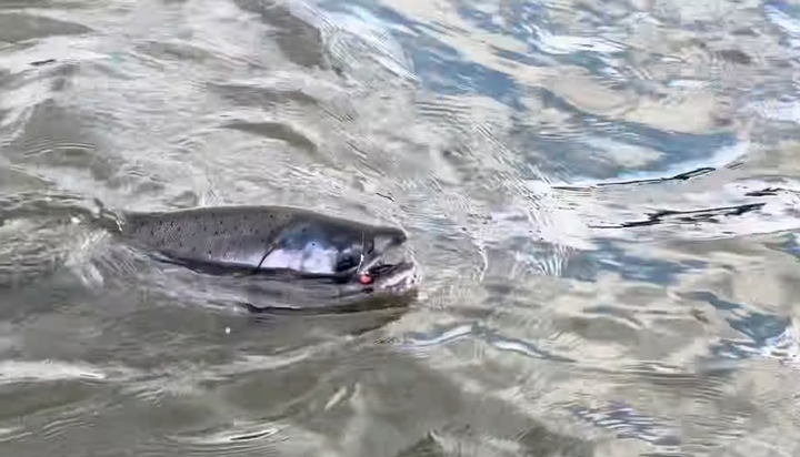 Buoy 10 | Fall Chinook | Leader Set-ups – VIP Outdoors