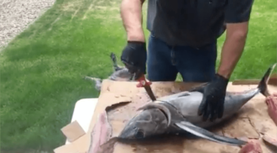 How to Fillet a Tuna – VIP Outdoors
