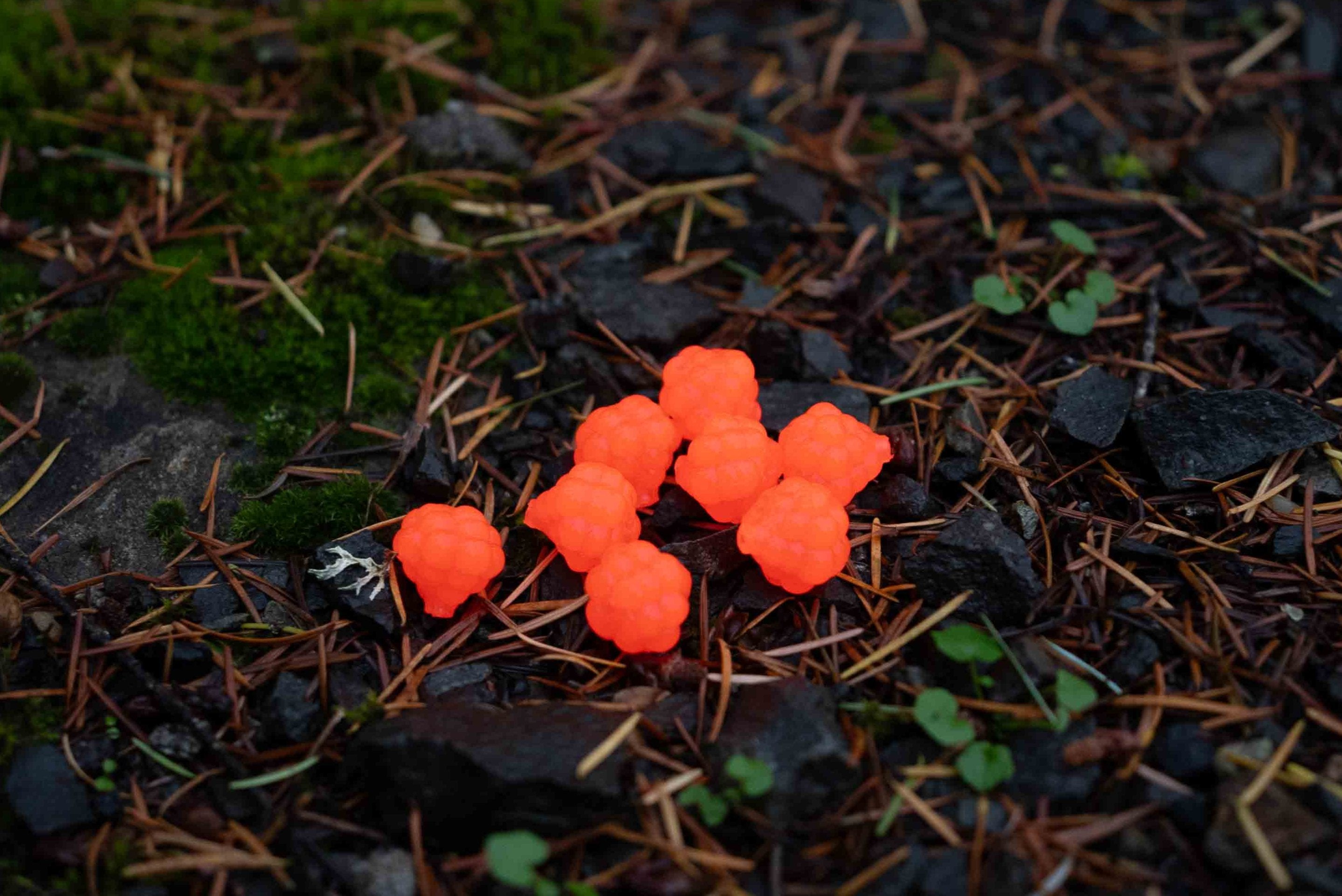 VIP Outdoors Soft Cluster "Salmon Roe" 18mm - 8 Pack