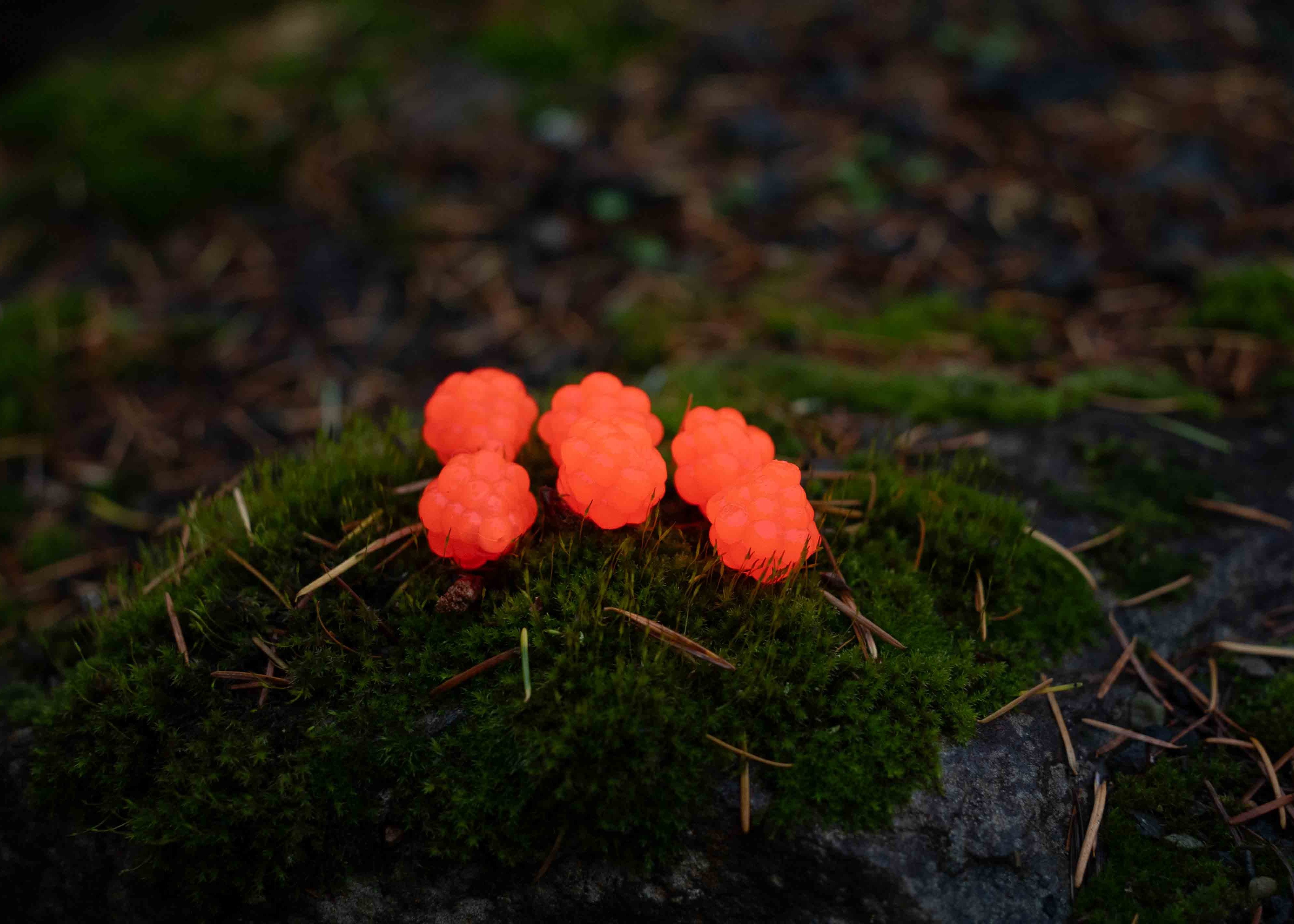 VIP Outdoors Soft Cluster "Salmon Roe" 22mm - 6 Pack