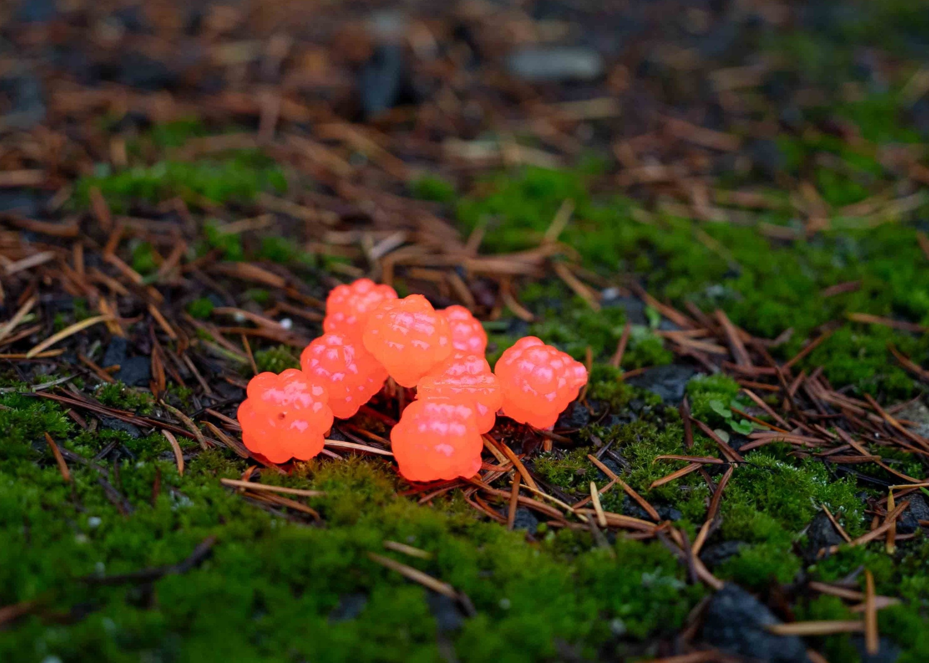 VIP Outdoors Soft Cluster "Salmon Haze" 22mm - 6 Pack
